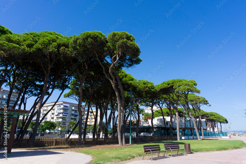 The stone pine, botanical name Pinus pinea, also known as the Italian ...