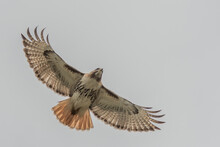 Red Tailed Hawk Free Stock Photo - Public Domain Pictures