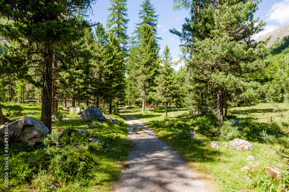 Foto Val Roseg, Waldweg, Wald, Ova da Roseg, Rosegbach, Rosegtal ...