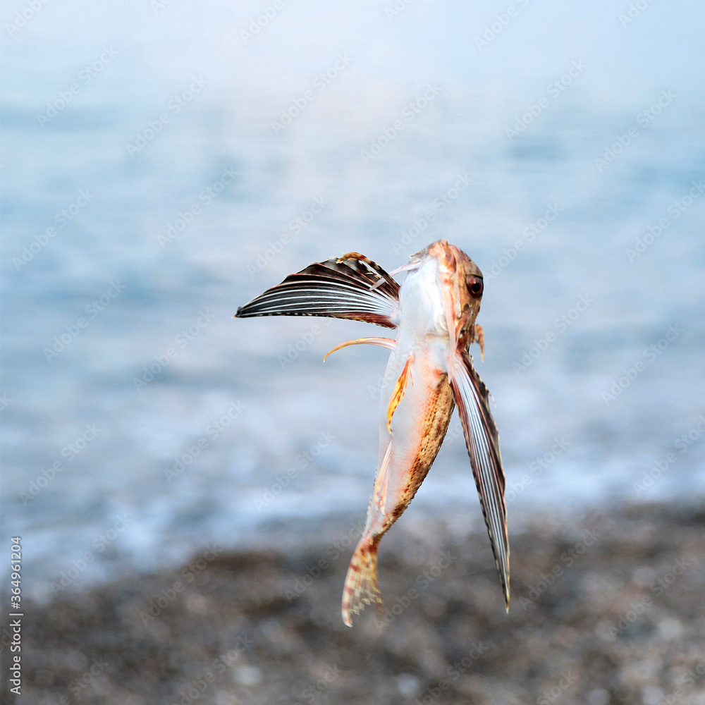 Italian flying fish fell off the fishing rod. Flying fish. Unique fish ...
