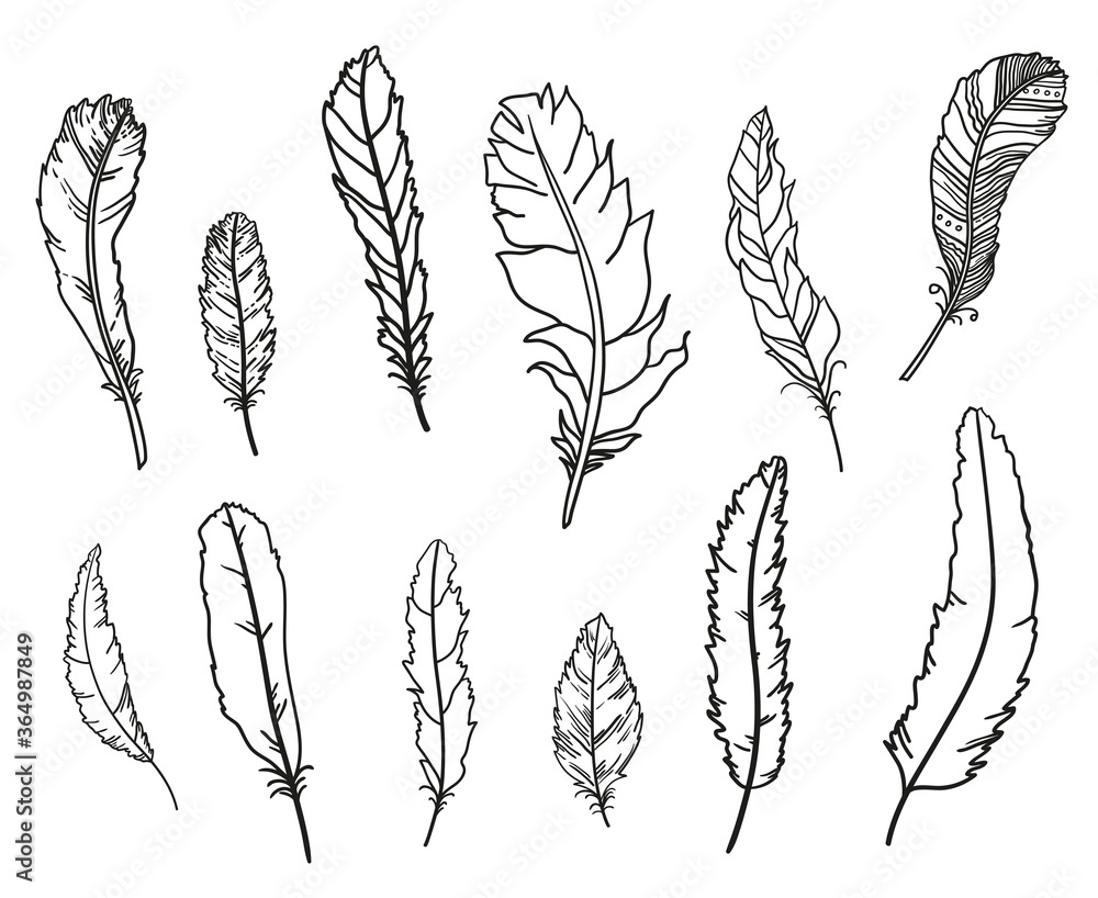 Feathers. Hand drawn feathers on isolation background. Design for ...