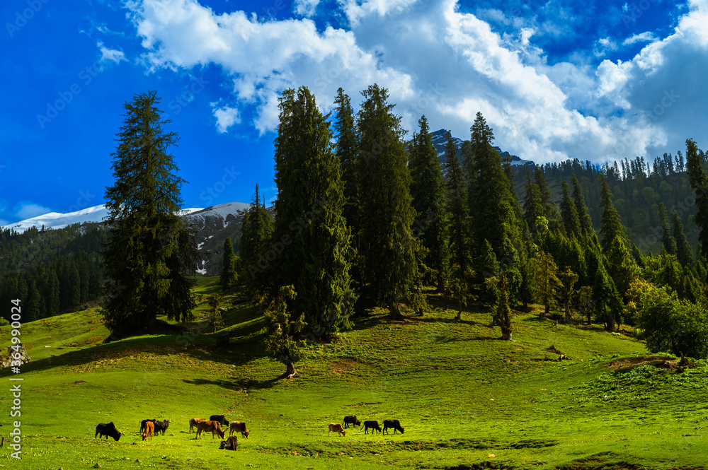 Cows grazing in thein Himalayan meadows surrounding the village of ...