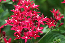 Red Star Flowers Free Stock Photo - Public Domain Pictures