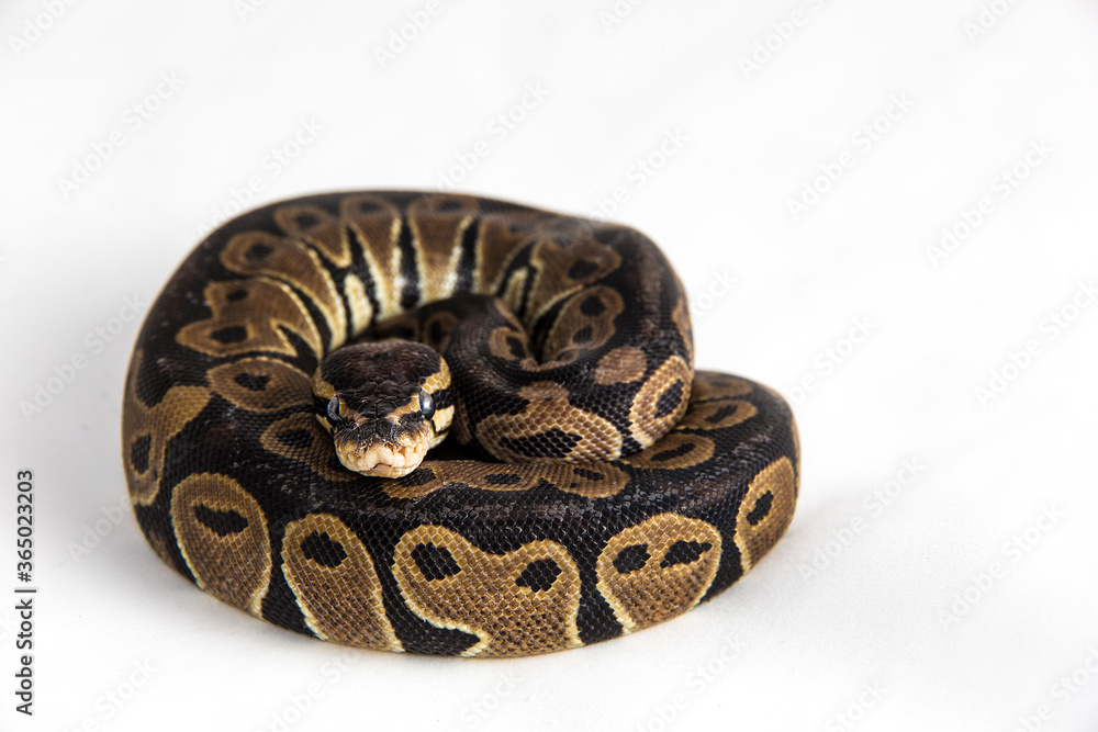 Python regius - A beautiful young ball python laying curled up on a ...