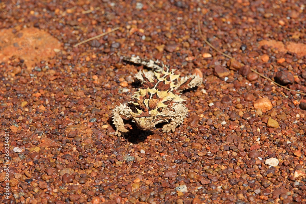 Moloch Horridus - Thorny Devil - Thorny Dragon in the Outback of ...