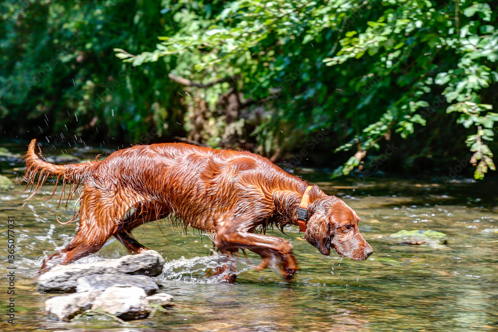 Beautiful Irish setter rummaging in the creek. A well-trained hunting ...