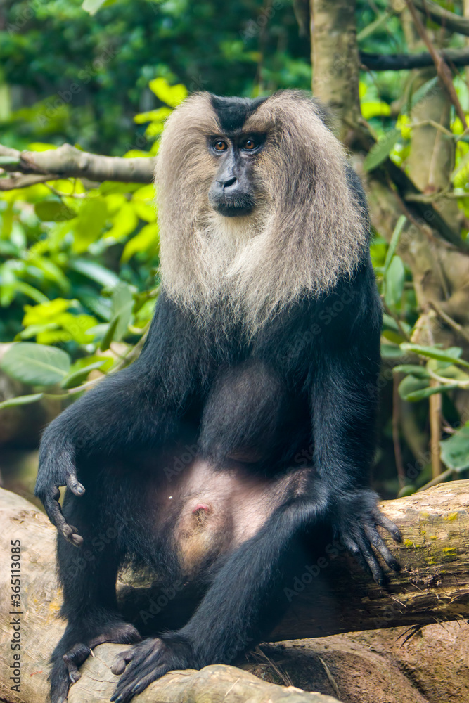 Stock-Foto „The lion-tailed macaque (Macaca silenus) is an Old World ...