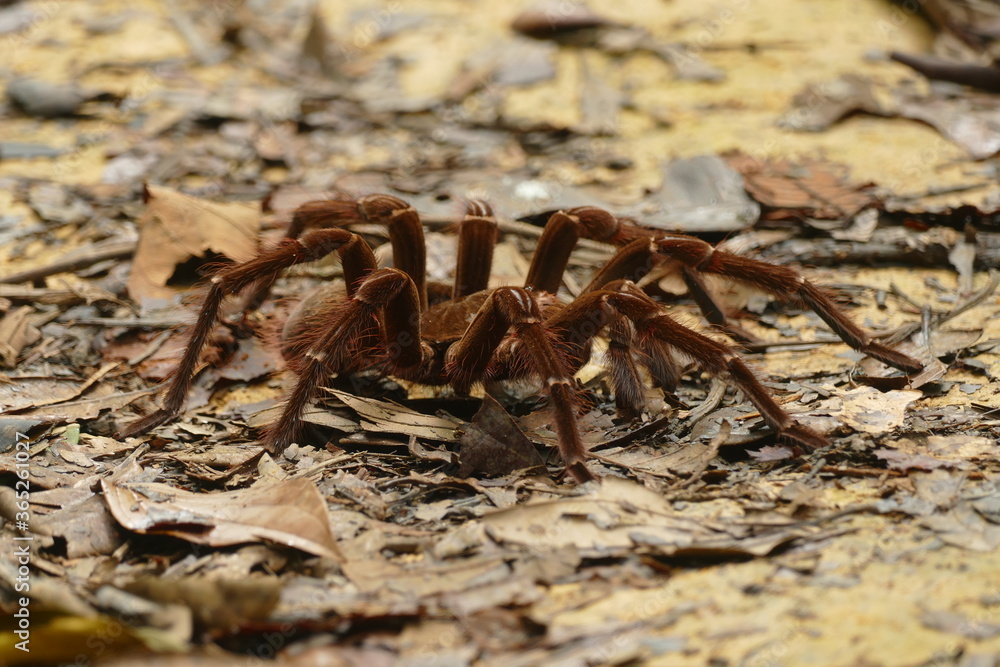 Goliath birdeater (Theraphosa blondi) belongs to the tarantula family ...