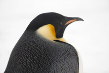 Emperor Penguin Free Stock Photo - Public Domain Pictures