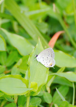 Gossamer Wings Free Stock Photo - Public Domain Pictures