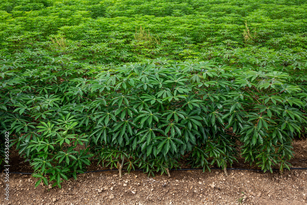 Cassava plantation in the field.Young shoots of green cassava. organic ...