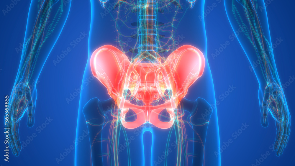 Human Skeleton System Pelvis Bone Joints Anatomy Stock Illustration ...