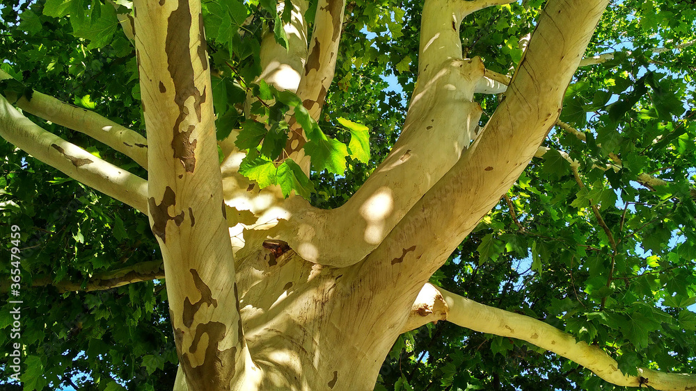 Barkless plane tree trunk under sunlight. Fork of multiple bald and ...