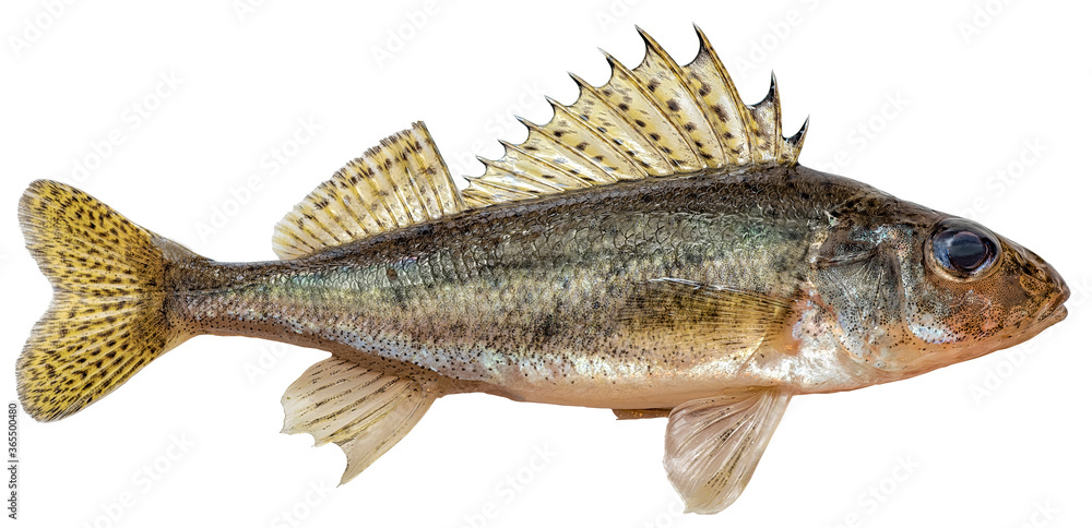 Freshwater fish isolated on white background closeup. The Eurasian ...