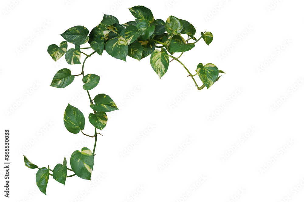 Heart shaped green variegated leave hanging vine plant of devil’s ivy ...