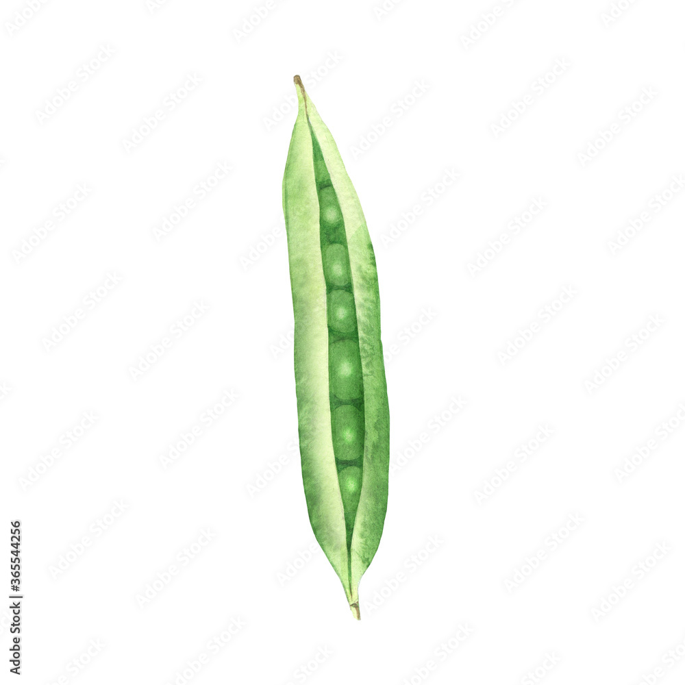 Watercolor green pea. Hand drawn botanical illustration of pea pod of ...