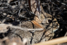 Cottontail Rabbit Hiding In Grass Free Stock Photo - Public Domain Pictures