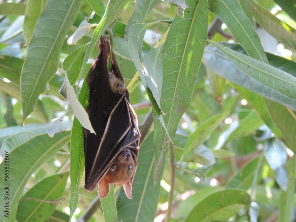 kola bat hanging in the mango tree Stock Photo | Adobe Stock