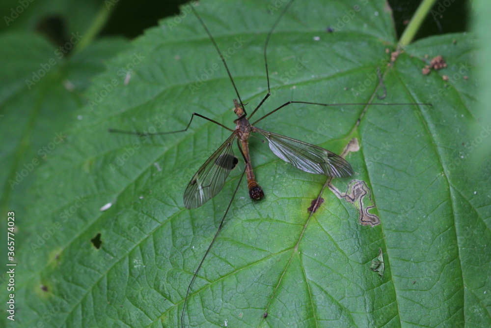 Streifenflügelige Schnake - Tipula fascipennis Stock Photo | Adobe Stock