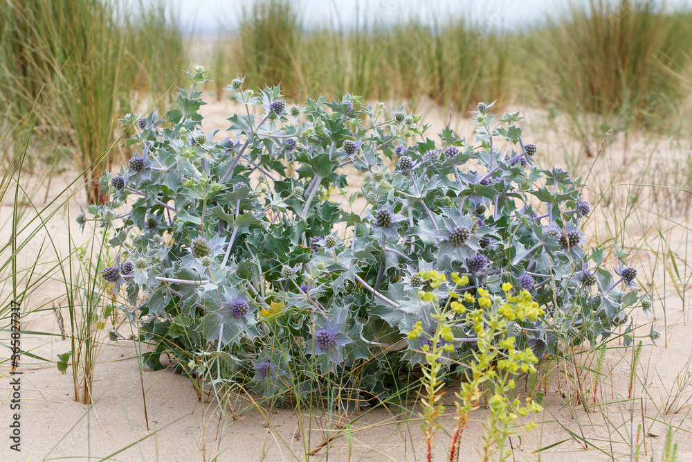 Sea Holly Eryngium maritimum - growing wild in sand dunes on the Gower ...