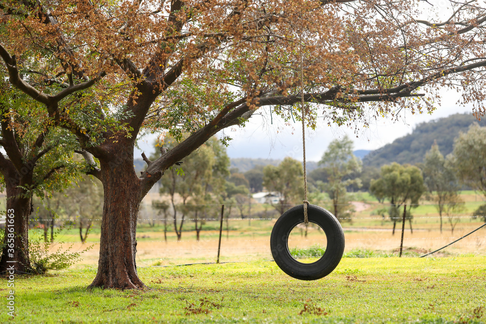Tranquil backyard setting with tyre swing hanging from chinese elm tree ...