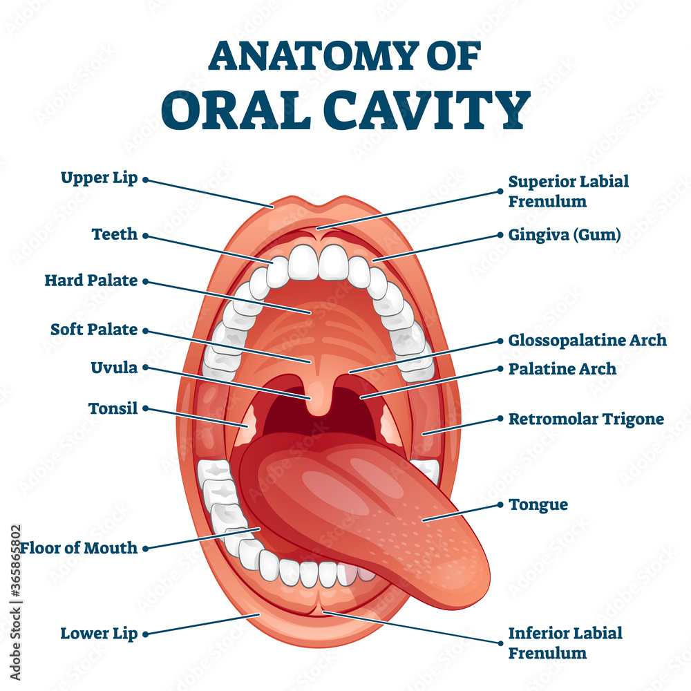 Vector de Stock Oral cavity anatomy with educational labeled structure ...