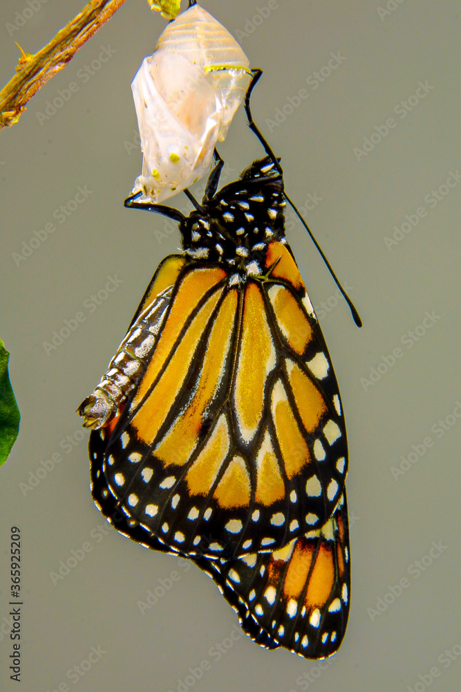 Butterfly at the time of its rebirth coming out of the cocoon, exact ...