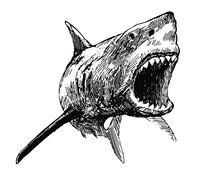 Shark Bite Drawing Free Stock Photo - Public Domain Pictures