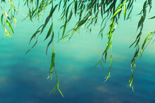Willow Over Water Free Stock Photo - Public Domain Pictures