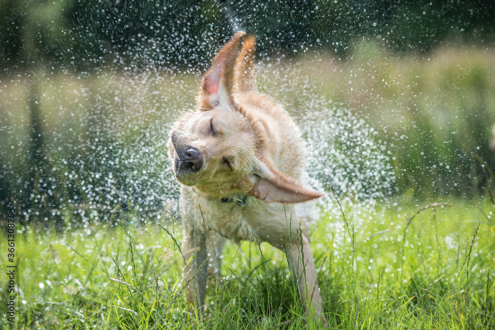 Golden Labrador shaking off water Stock Photo | Adobe Stock