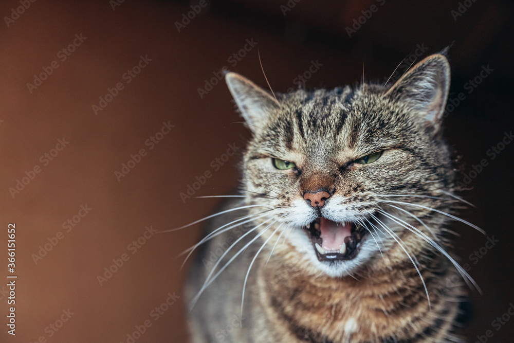 Funny portrait arrogant short-haired domestic tabby cat posing on dark ...