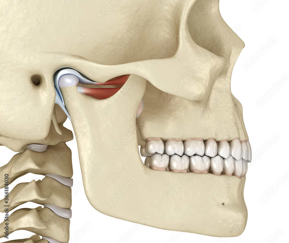 Ilustrace TMJ: The temporomandibular joints. Healthy occlusion anatomy ...