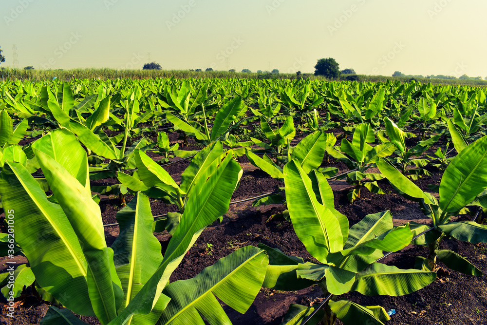 Growing Banana (musa) crop at morning with drip irrigation. Beautiful ...