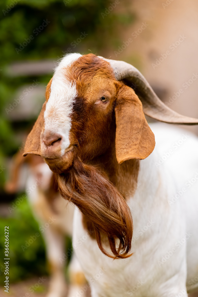 Ziege Bock Burenziege Porträt Kopf Hörner Nutztier Bart Hörner Gesicht ...