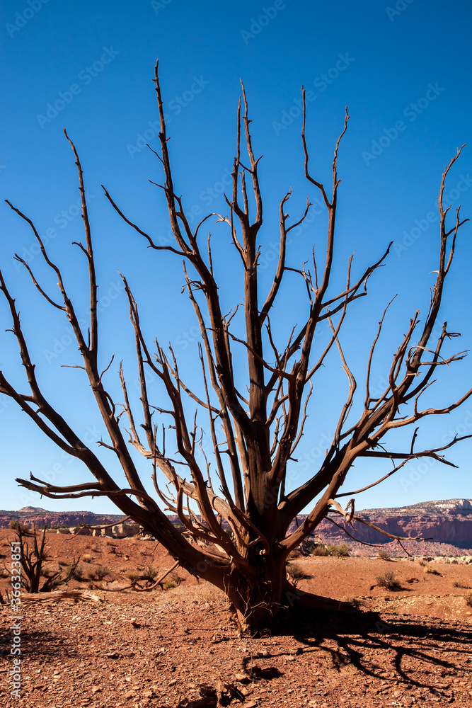 Dead juniper trees in Grand Staircase-Escalante National Monument, Utah ...