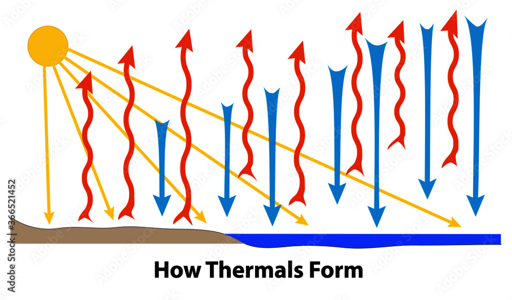 Thermals form over land and water. Sunlight heats the ground. Warm air ...