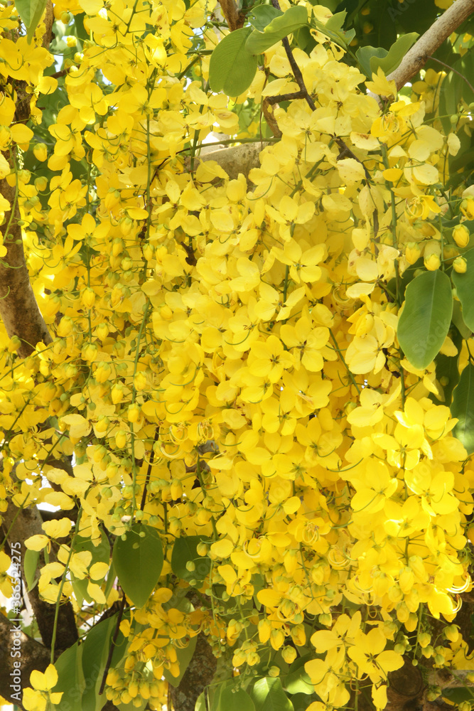 Blossom from the golden shower tree, Acácia-amarela, Cássia-imperial ...