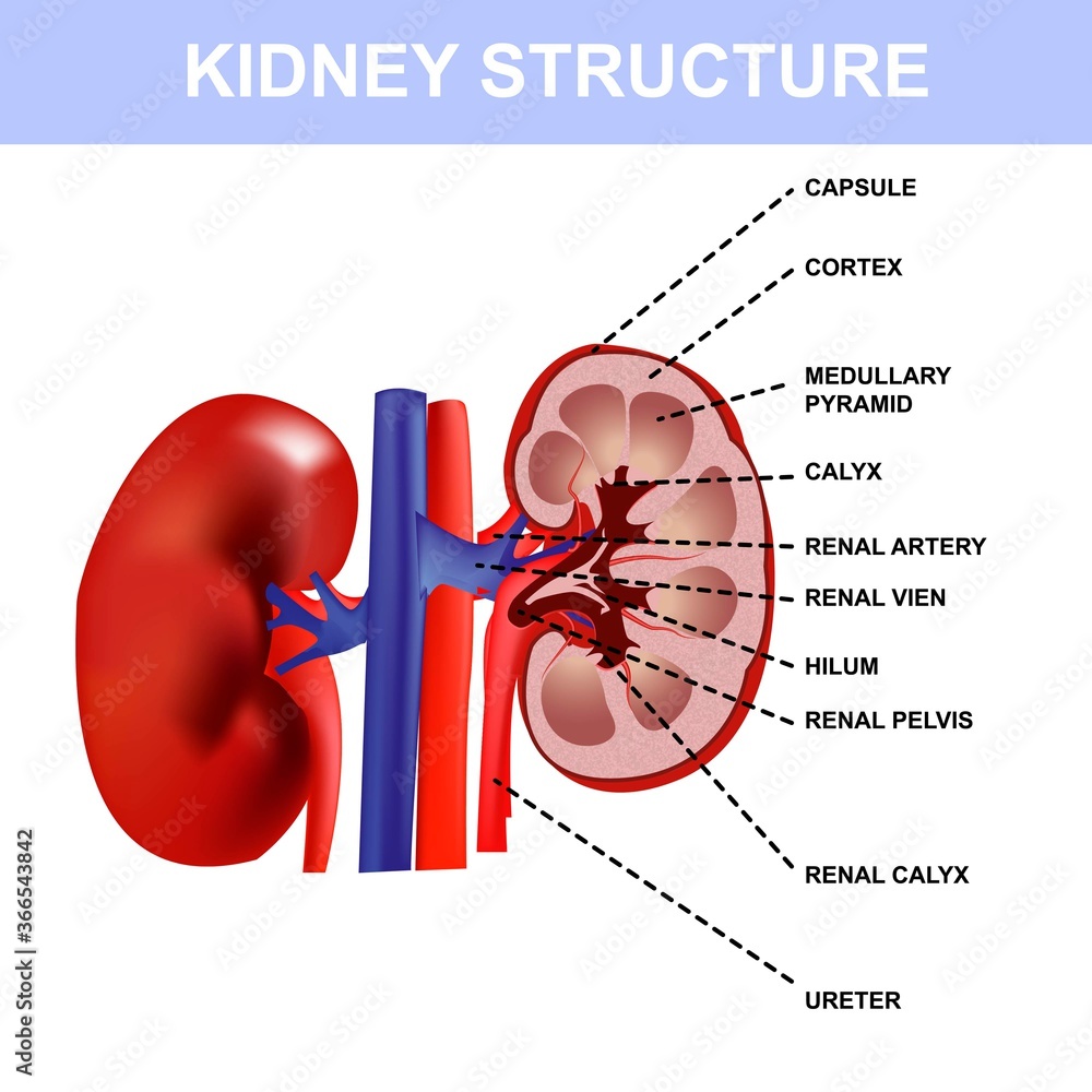 Kidney colorful poster, detailed diagram, cross section and urinary ...