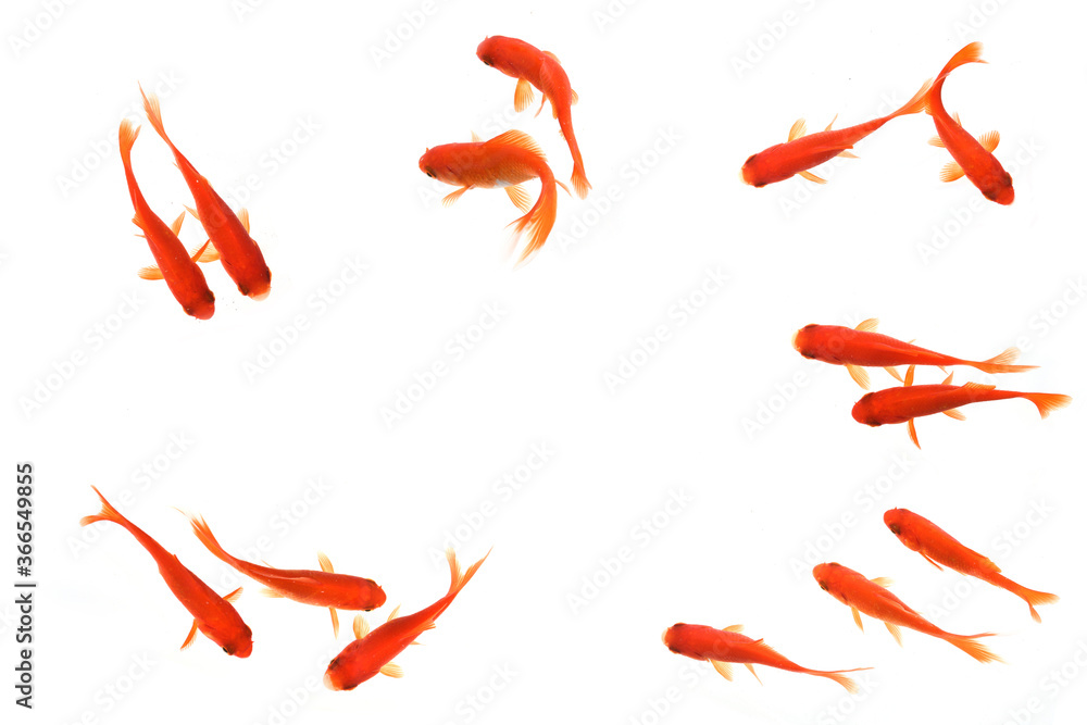 goldfish on white background top view Stock Photo | Adobe Stock