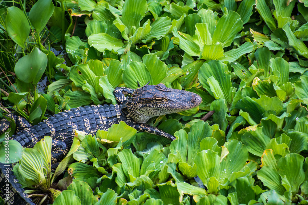 Stock-Foto „An alligator is a crocodilian in the genus Alligator of the ...