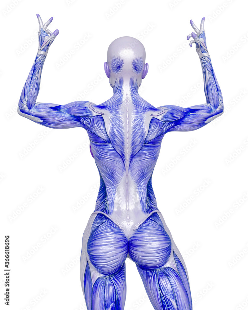 female bodybuilding in muscle maps is doing a bodybuilder pose rear view in white background ...