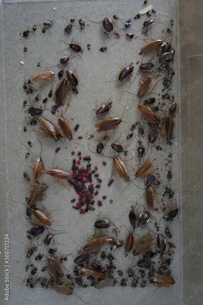 German Cockroach Egg Case