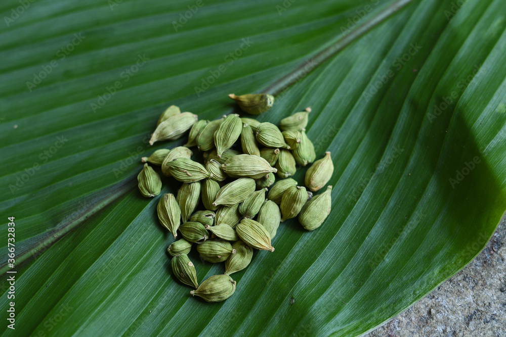 Cardamom on green leaf background, Wayanad, Kerala, India. Many Green ...