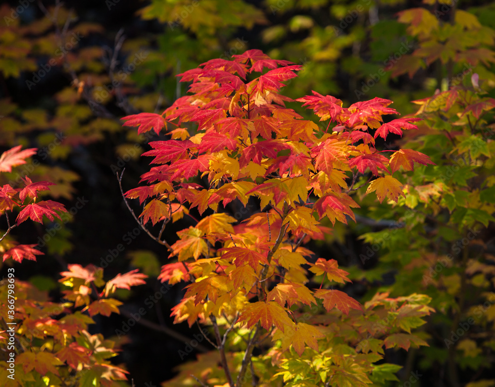 Vine maple leaves at peak fall color on the Santiam pass in the ...