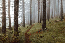 Evergreen Backdrop Free Stock Photo - Public Domain Pictures