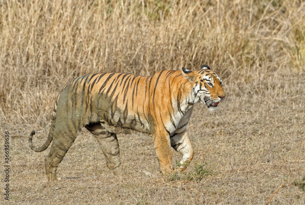 Female Bengal tiger (Panthera tigris tigris) walking, Tadoba Andhari ...