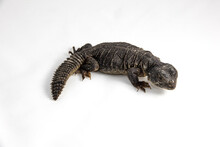 Bell's Dabb Lizard Free Stock Photo - Public Domain Pictures