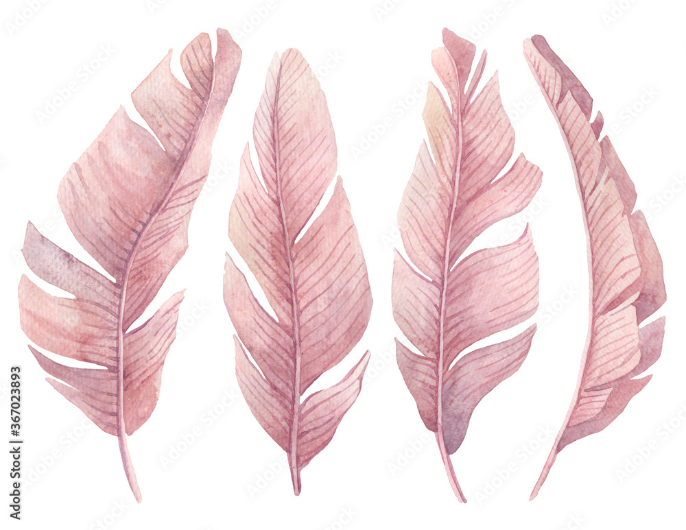 set of watercolor illustrations, pink tropical monstera and banana ...