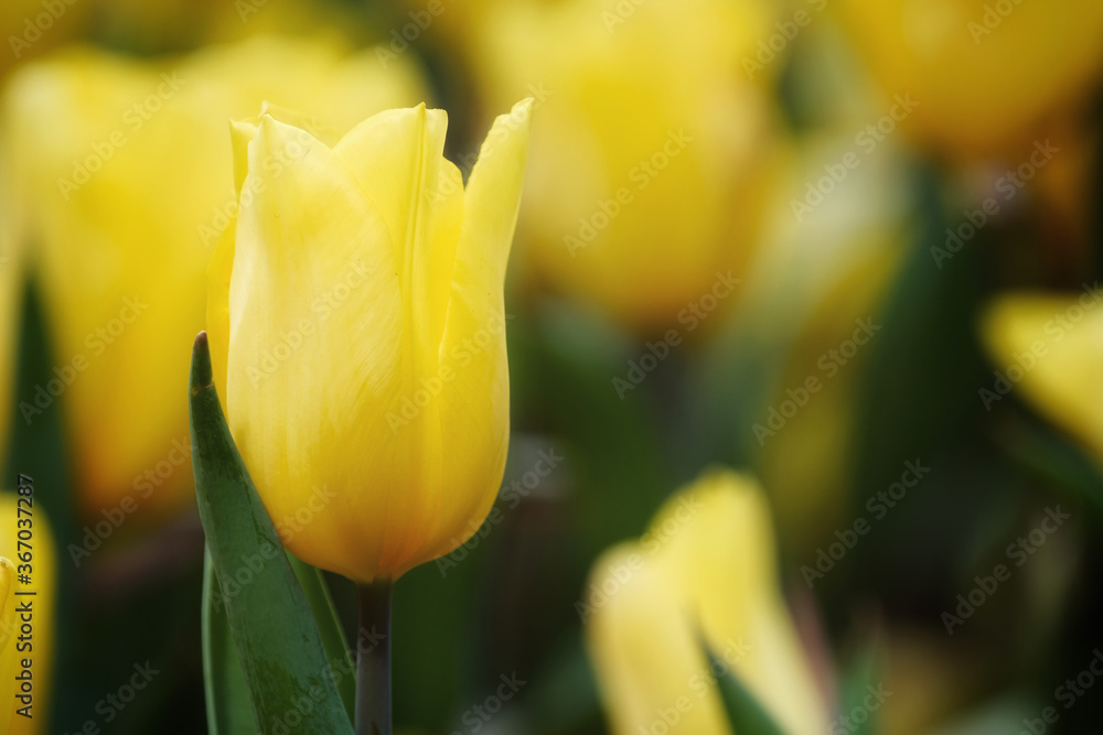 Tulip flowers macro photography with blur background in Floriculture ...