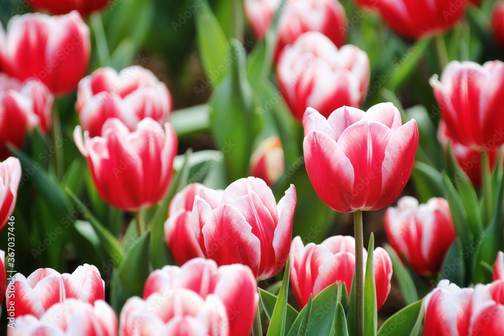 Tulip flowers macro photography with blur background in Floriculture ...
